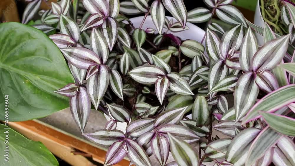 Tradescantia zebrina: tradescantia grows in a white pot in the backyard ...