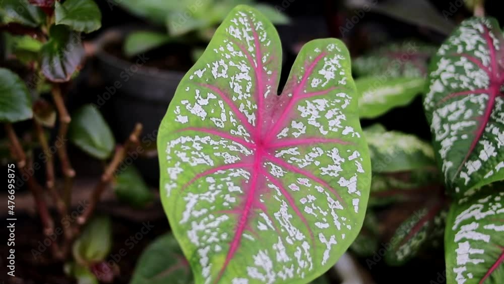 Caladium red star (heart of Jesus, caladium tricolor) in the garden ...