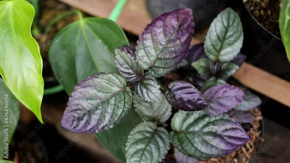 Red Flame Ivy (Hemigraphis colorata) with Purple and green leaves stock ...