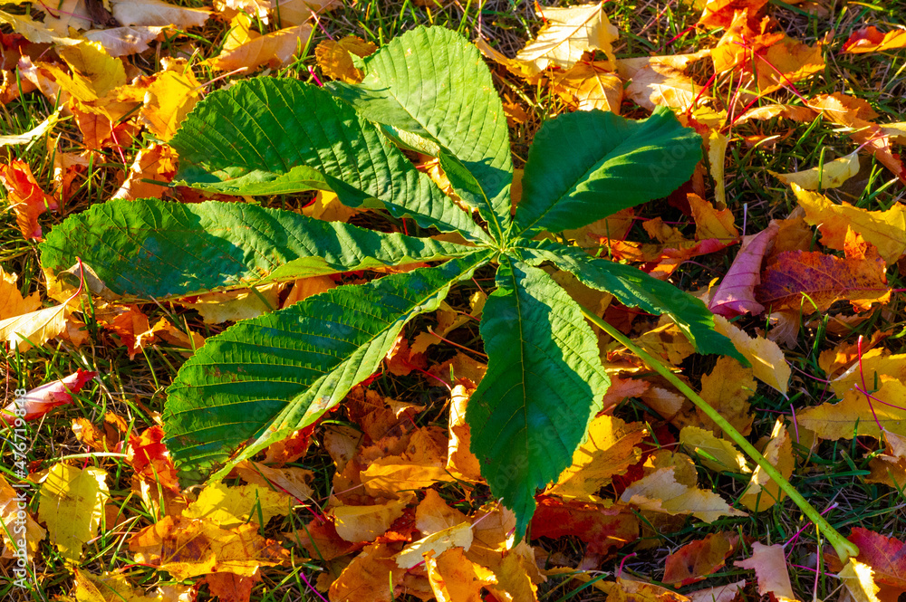 Autumn maple leaf, a flattened structure of a higher plant, similar to ...