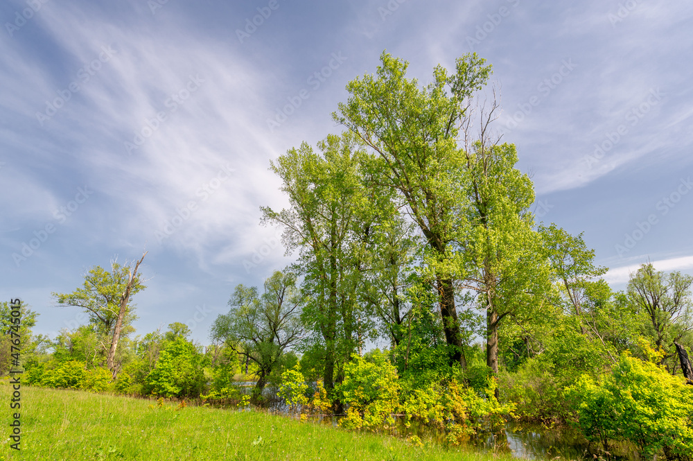 Spring photography. The beginning of May revives the flower fields of ...