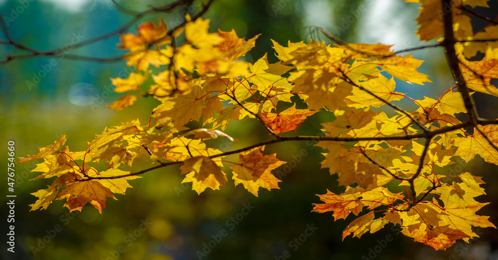 autumn maple leaves. Autumn colors and gifted mood. September October ...
