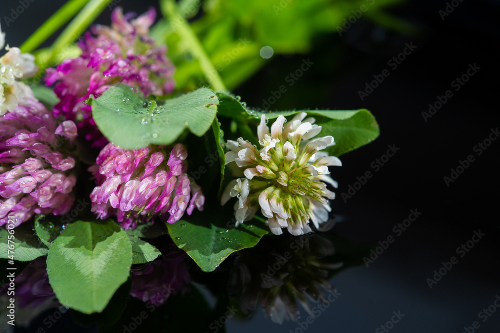 Trifolium meadowsweet, the red clover, is a herbaceous species of ...