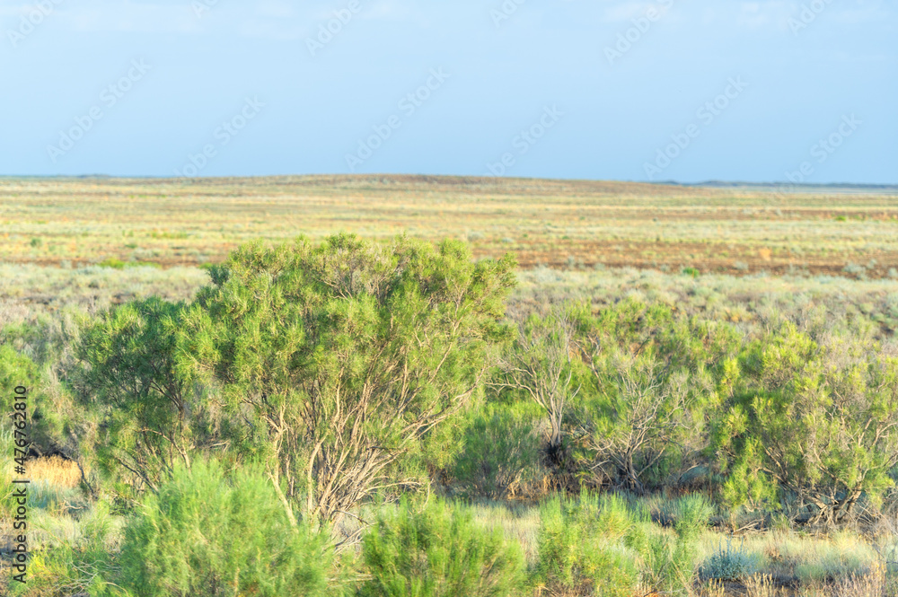 prairie, a steppe ecosystem considered part of grassland, savannah, and ...