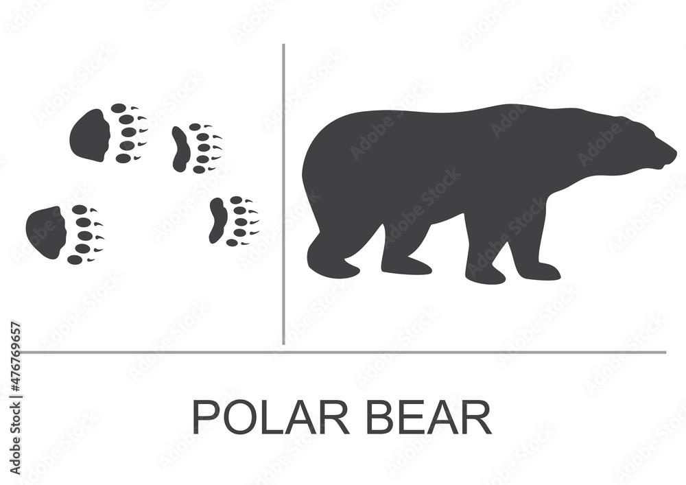 Silhouette of a polar bear and prints of hind and front paws. Vector ...