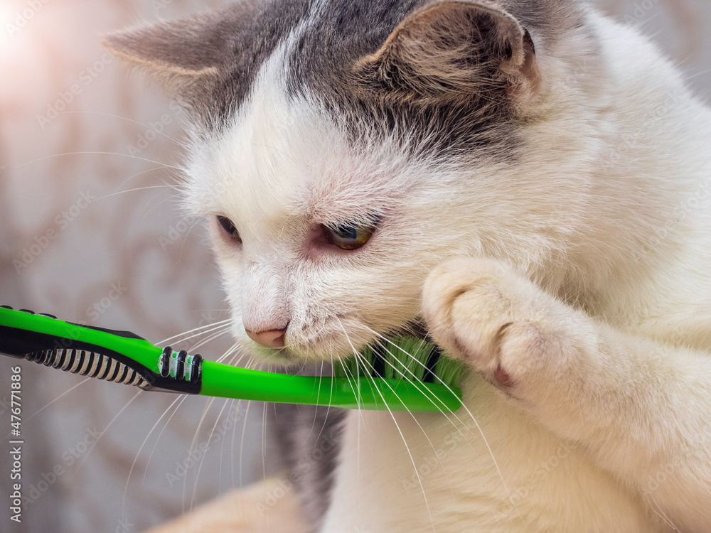 Cat with a toothbrush in his mouth. Brushing teeth Stock Photo | Adobe ...