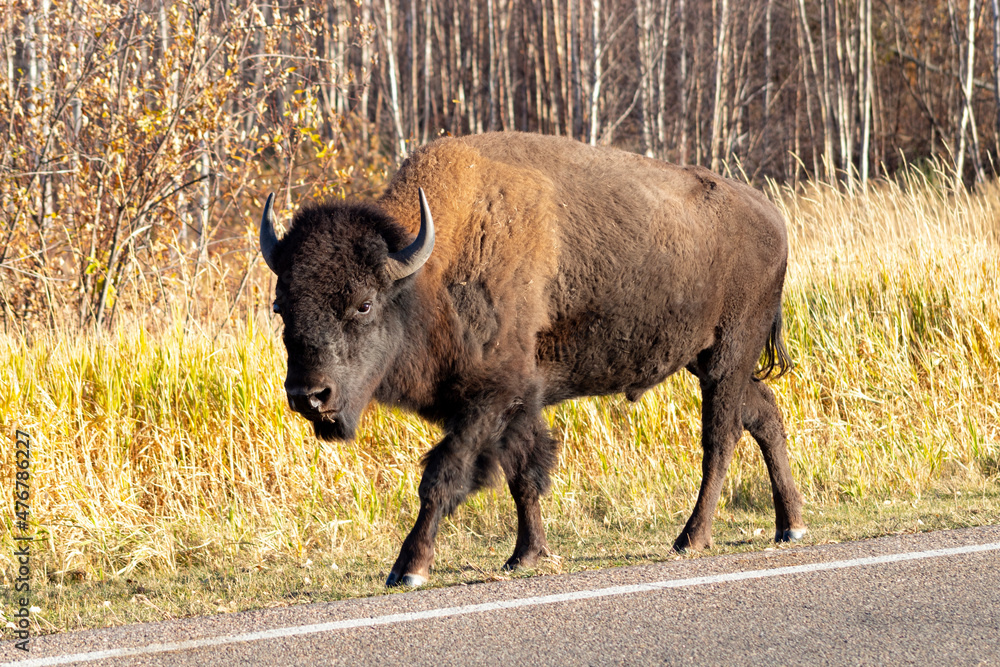 Young bison walking down side of road glancing at camera as he passes ...