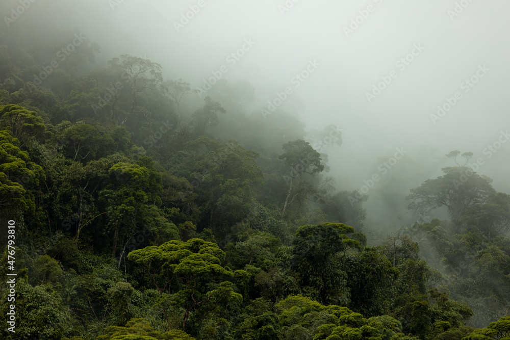 Mysterious shades of Brazilian amazon rainforest during monsoon wet ...