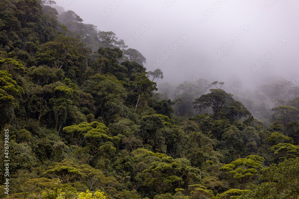 Brazilian amazon rainforest during monsoon wet season with treetops ...