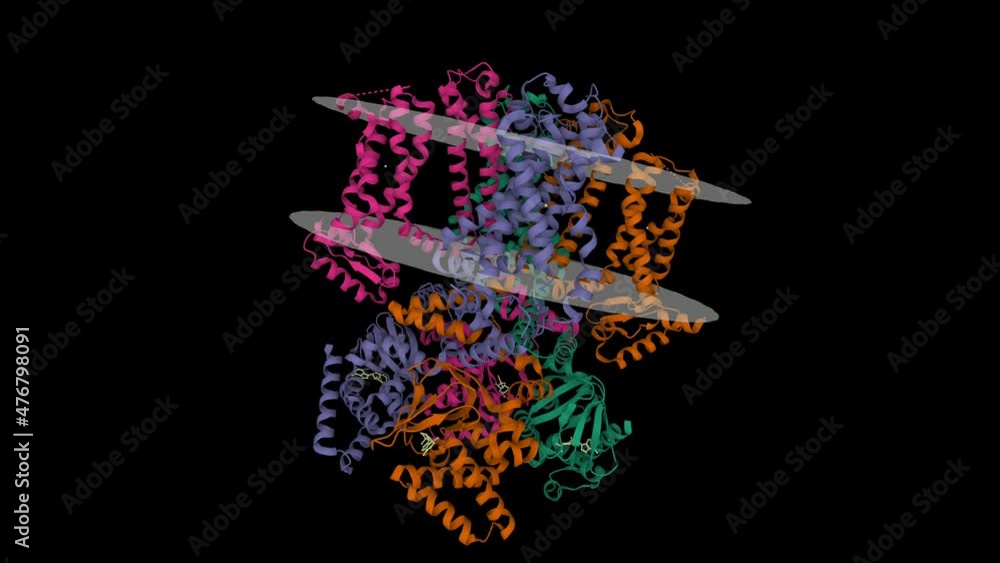 Vidéo Stock Structure of human HCN1 channel in a hyperpolarized ...