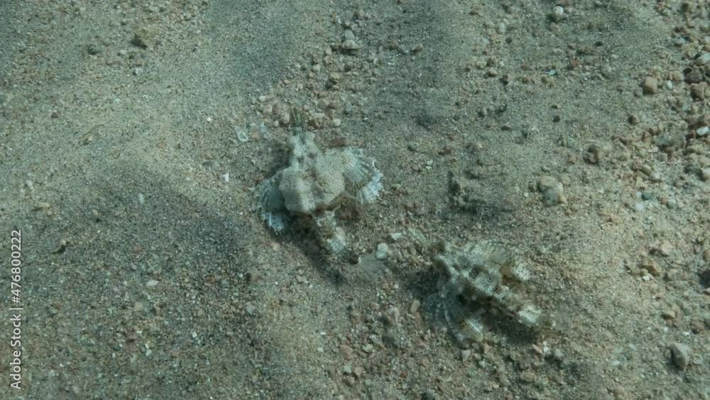 Pair of Seamoth moves on the sandy bottom in shallow water in sun rays ...