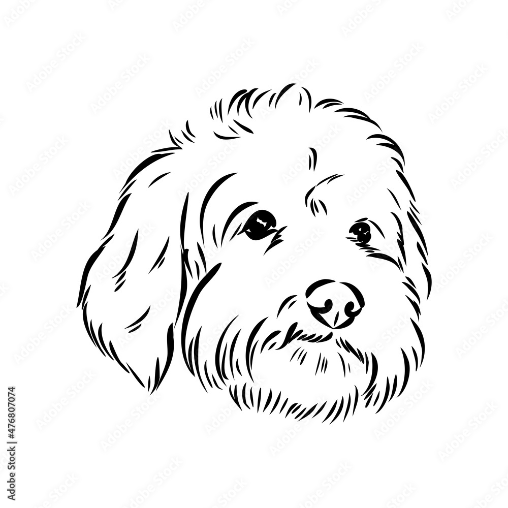 Labradoodle Mix dog - vector isolated illustration on white background ...