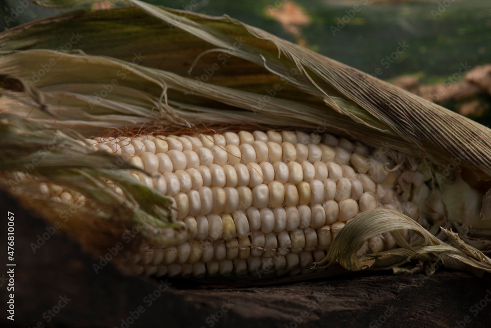 Maiz mexicano alimento de todo latinoamerica Stock Photo | Adobe Stock