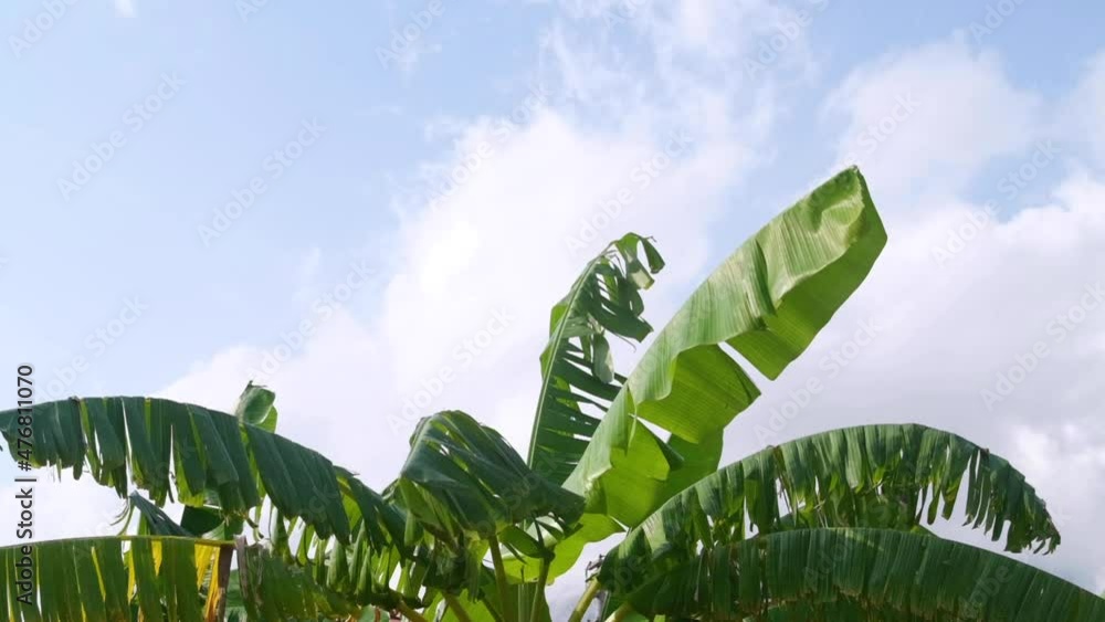 Banana tree leaves Stock Video | Adobe Stock