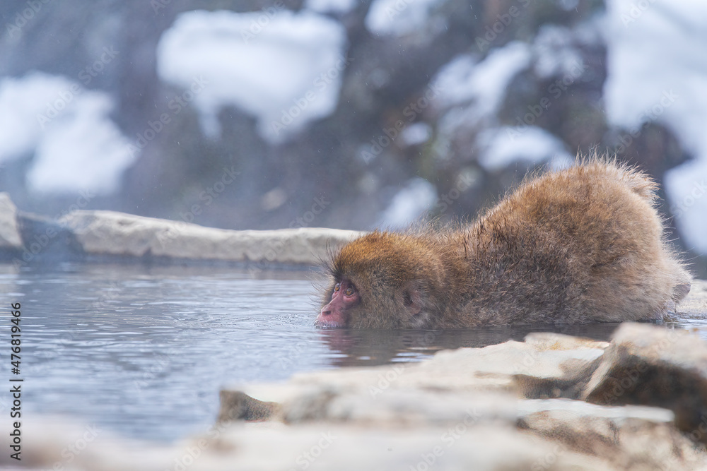 monkey in onzen, Monkey onsen in a natural hot spring, located in Snow ...