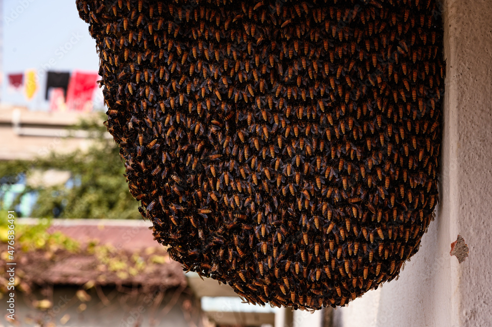 Apis dorsata, the giant honey bee, is a honey bee of South and ...