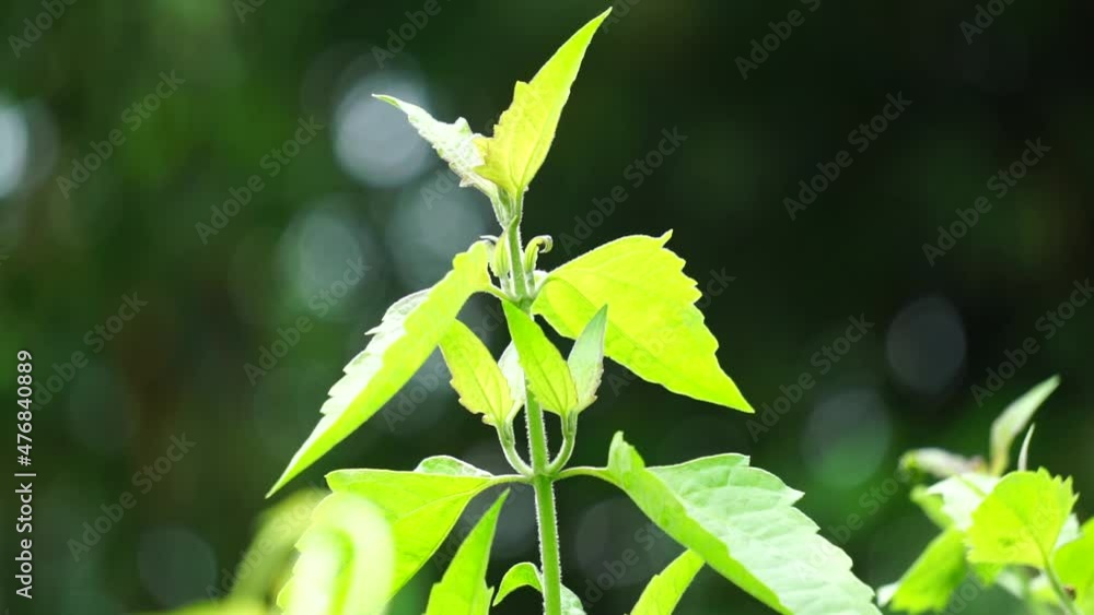green Chromolaena odorata (minjangan, Siam weed, Christmas bush, devil ...