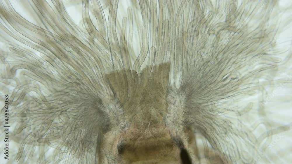 Worm Polychaeta of family Terebellidae under the microscope, phylum ...