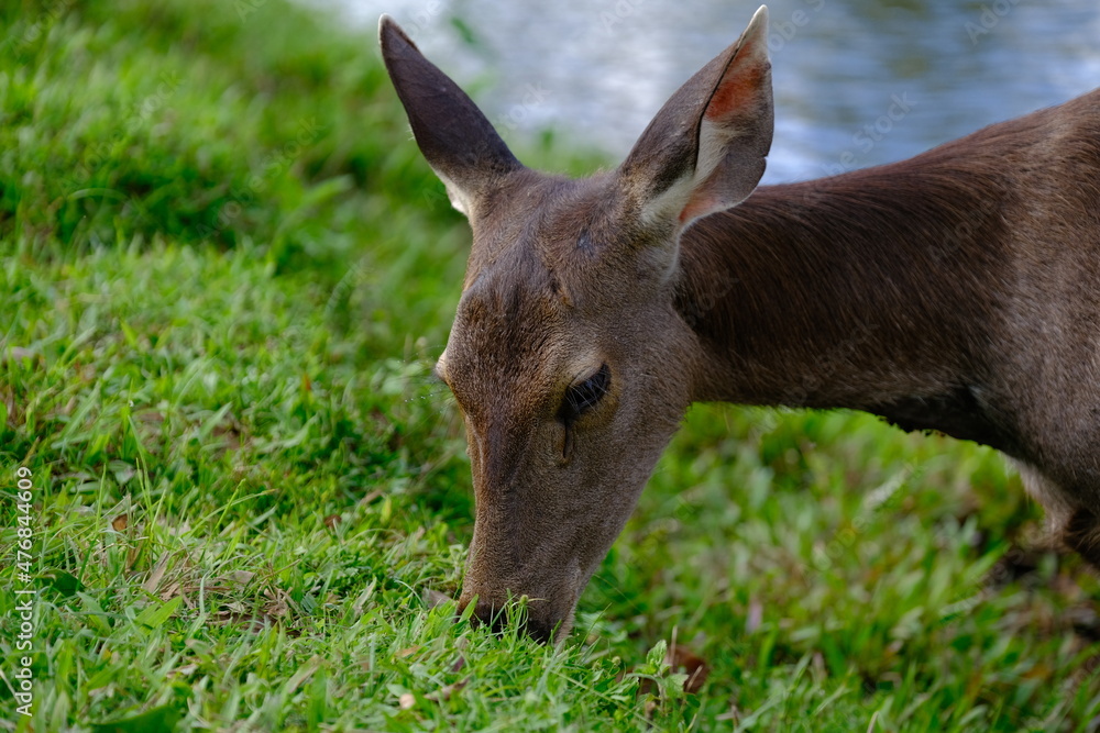 Sambar Deer (Rusa unicolor) in Thai National Parks is a large deer ...