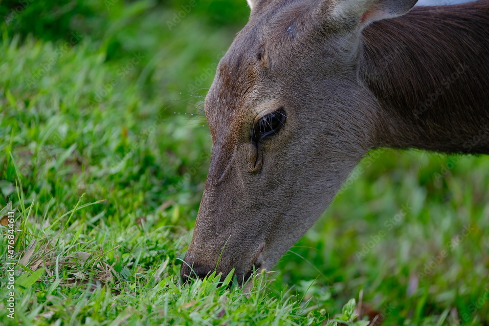 Sambar Deer (Rusa unicolor) in Thai National Parks is a large deer ...