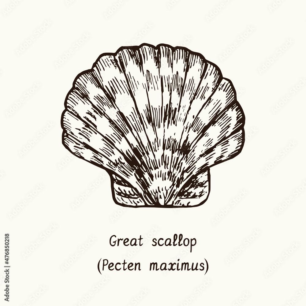 Great scallop (Pecten maximus) closed shell. Ink black and white doodle ...
