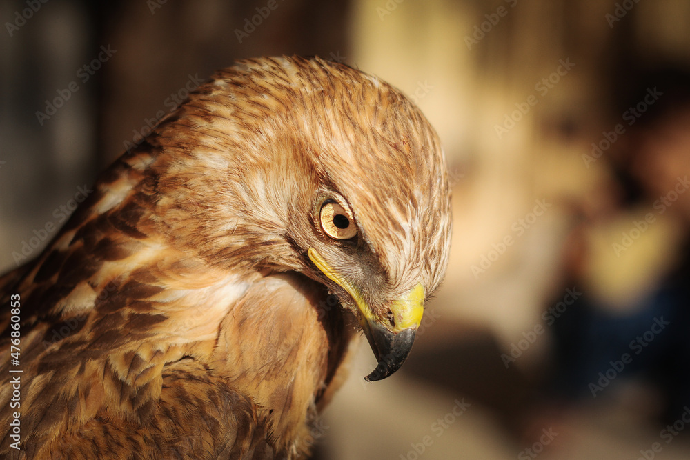 The insightful falcon look will make you afraid of it Stock Photo ...