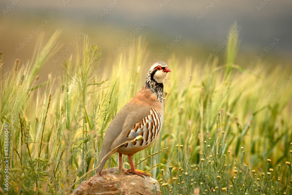 Perdiz en los campos de cultivo en primavera ภาพถ่ายสต็อก | Adobe Stock