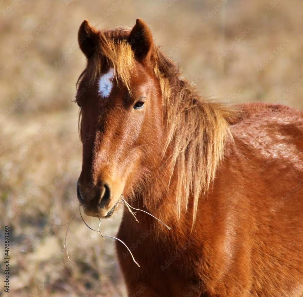 Banker horses grazing along the barrier outer banks islands along the ...