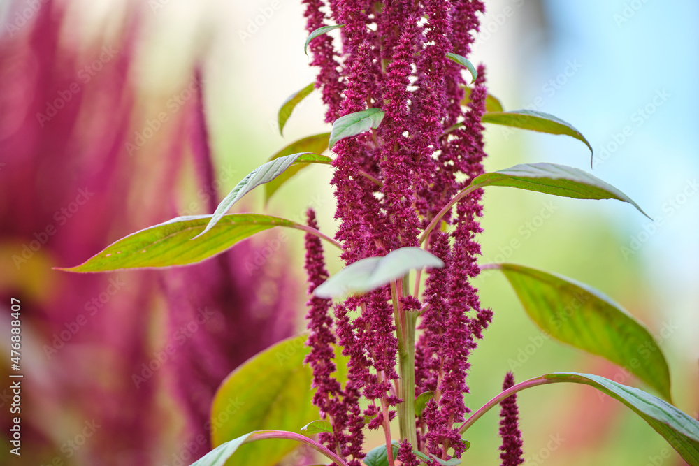 Indian red amaranth plant growing in summer garden. Leaf vegetable ...