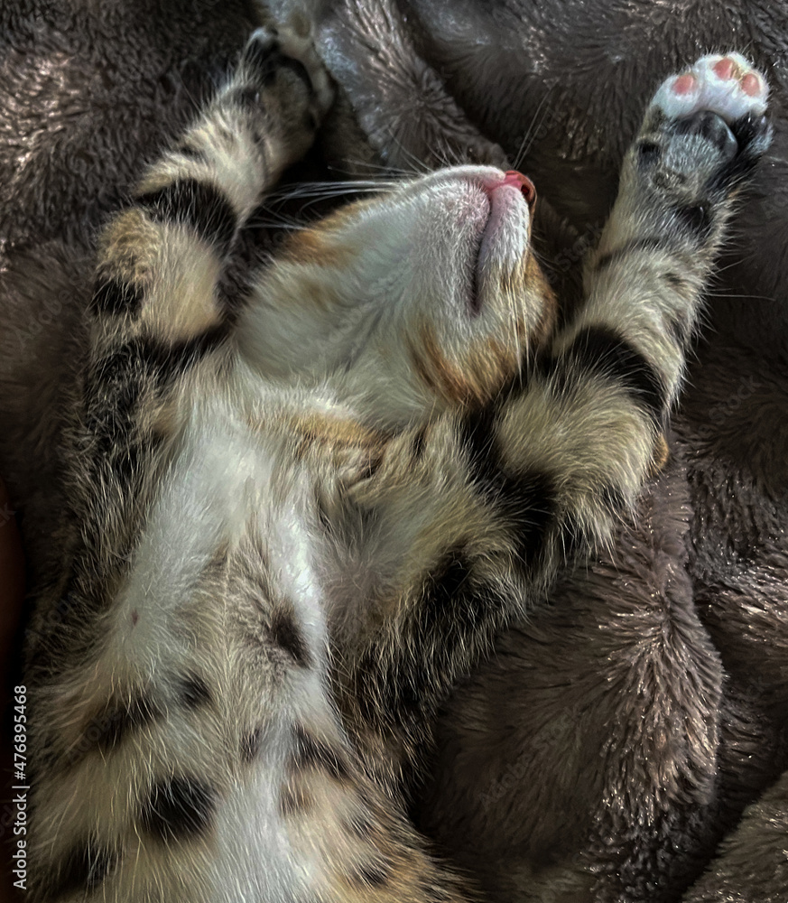 Chaton qui dort sur le dos Stock Photo | Adobe Stock