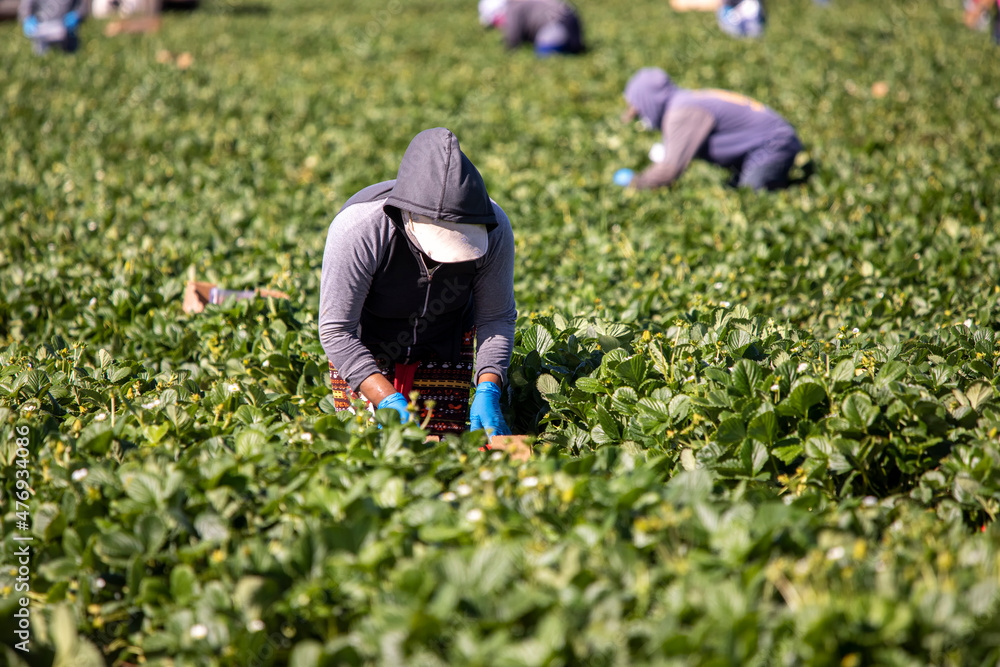 Mexicans Working In Fields
