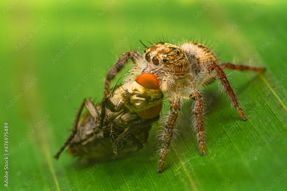 Spider Eating Fly