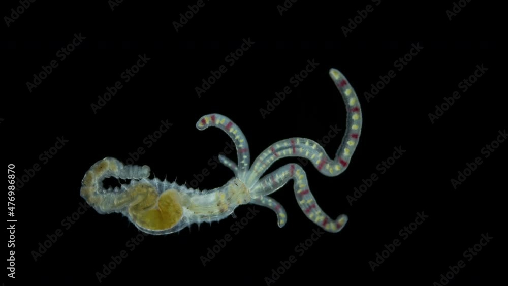 Worm Polychaeta of family Terebellidae under the microscope, phylum ...