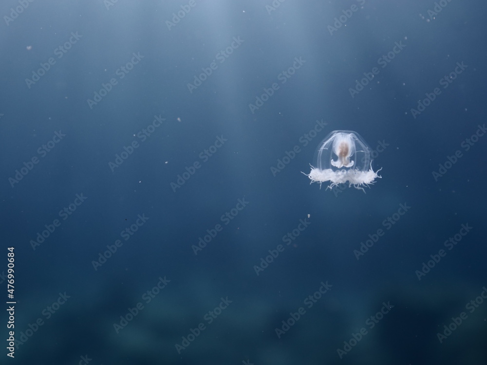 Turritopsis nutricula Turritopsis dohrnii Oceania O. armata immortal ...