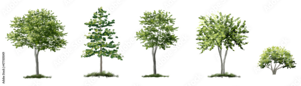 Vector of abstract watercolor tree side view isolated on white ...