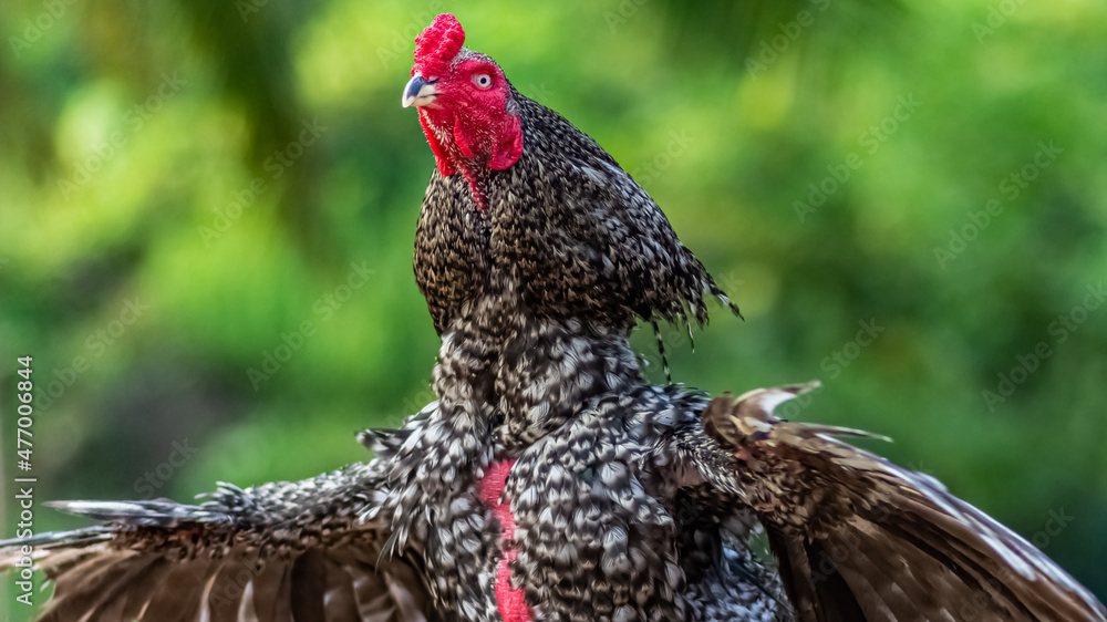 Rooster. Indian breed (karun keeri seval) rooster with green background ...
