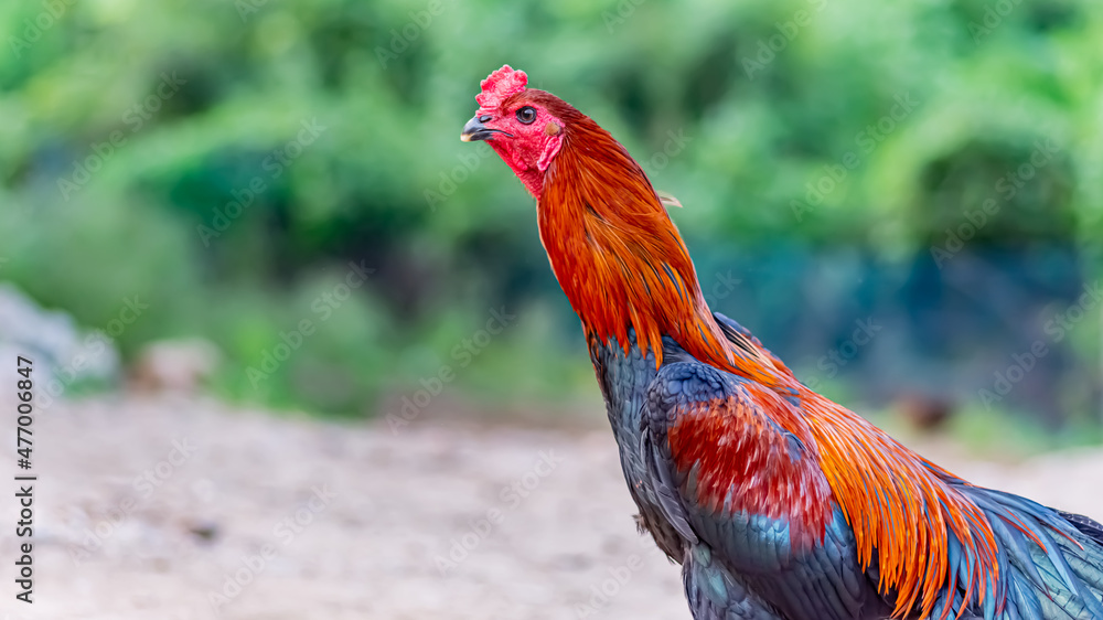 Beautiful Rooster. Indian breed (senkarupu seval) rooster with green ...