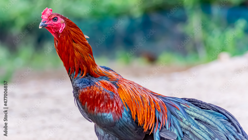 Beautiful Rooster. Indian breed (senkarupu seval) rooster with green ...
