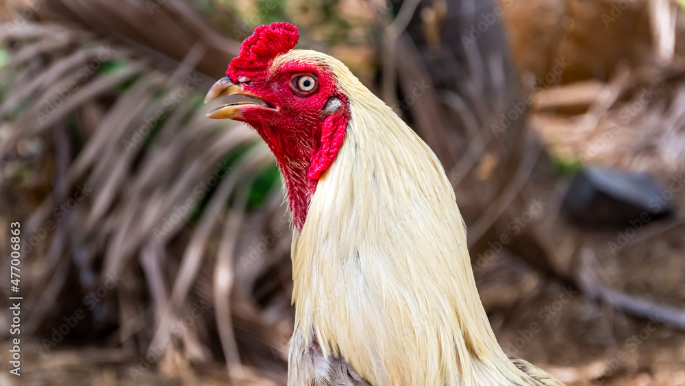 Rooster. Indian breed (Boothi seval) rooster with green background ...