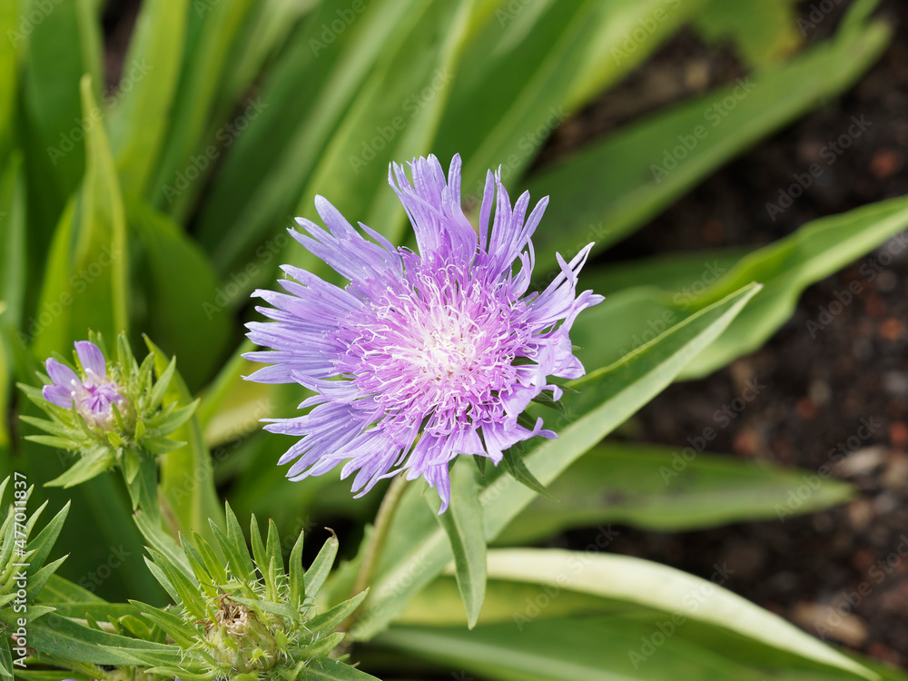 (Stokesia laevis 'Blue Star') Gros plan sur une fleur de Stokesia ...
