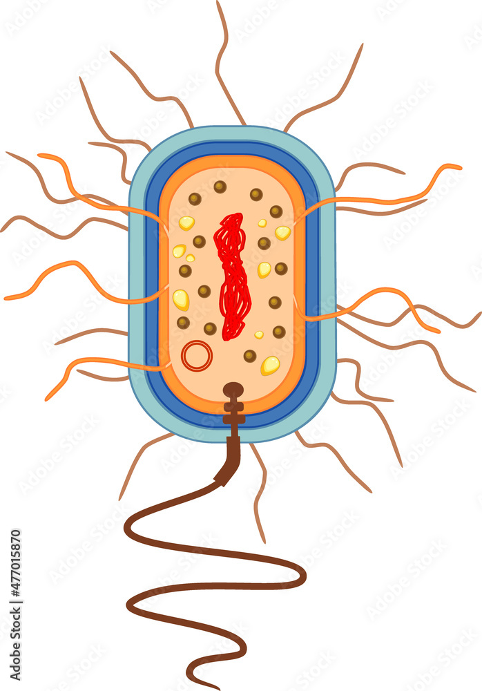 Bacterial cell structure. Prokaryotic cell with nucleoid, flagellum ...