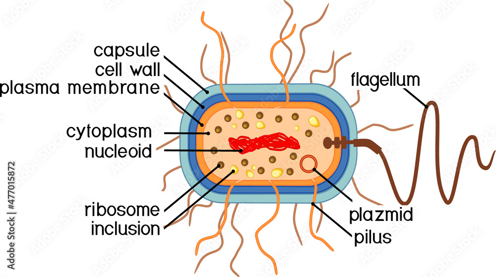 Bacterial cell structure. Prokaryotic cell with nucleoid, flagellum ...