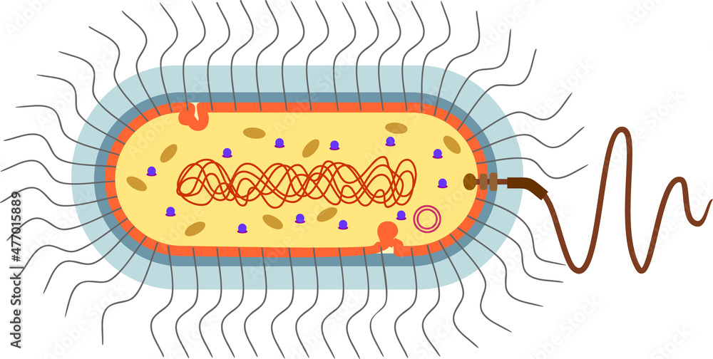 Bacterial cell structure. Prokaryotic cell with nucleoid, flagellum ...