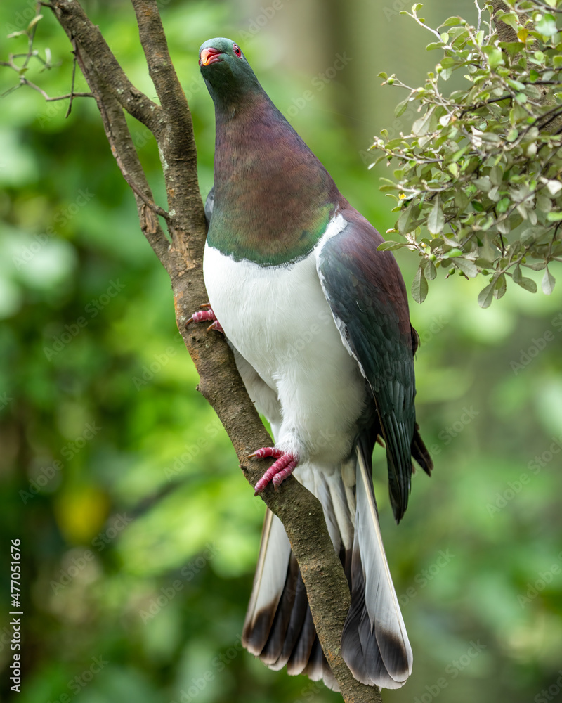 Kereru bird on a branch also known as a wood pigeon in New Zealand ...