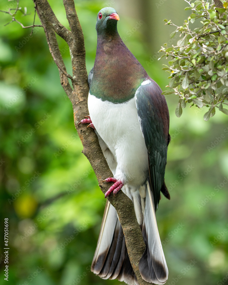 Kereru bird on a branch also known as a wood pigeon in New Zealand ...
