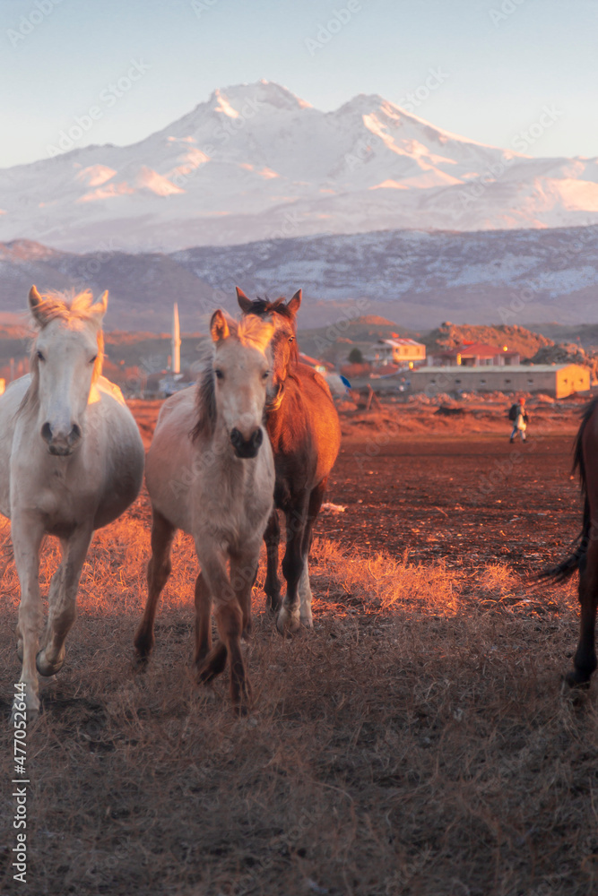 Horses running and kicking up dust with a shepherd on horse. Dramatic ...