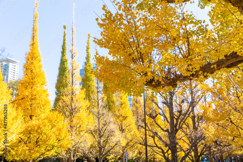 lined-up yellow ginkgo trees on the street of aoyama in tokyo Stock ...