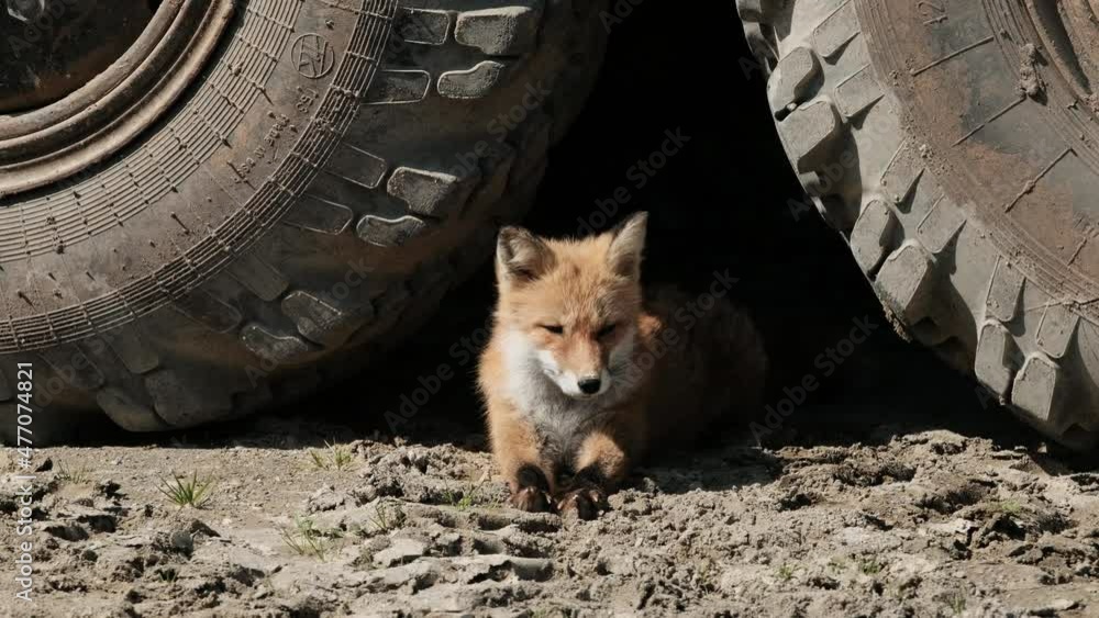 Human activities impact on animals habitat loss and destruction ...