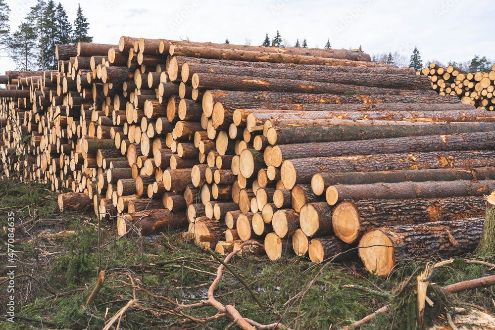 deforestation for roads, wood harvesting, wood as a renewable ...