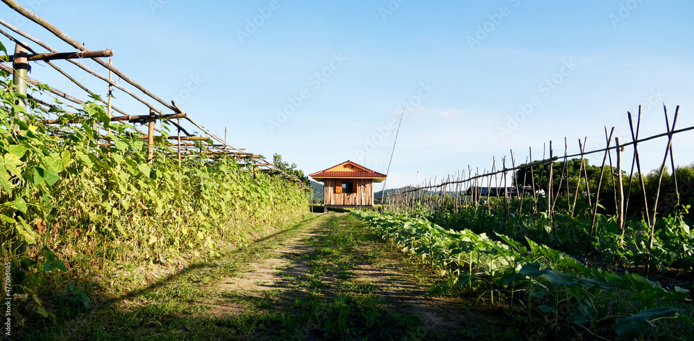 Dark brown wooden huts among vegetable plots in a self-sufficient ...